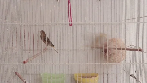 Canary Birdcage Stock Videos – Royalty-Free HD & 4K Videos