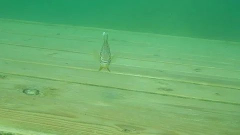 Tell Me Something Stock Videos – Royalty-Free HD & 4K Videos | Pond5