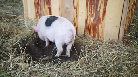 Little pig digging in ground among dry g... | Stock Video | Pond5