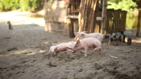 Little Pigs Playing In The Yard - Philip... | Stock Video | Pond5