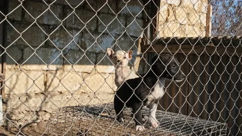 Dog Shelter Videos Stock Videos – Royalty-Free HD & 4K Videos