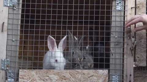 Stick Faces Stock Videos – Royalty-Free HD & 4K Videos | Pond5