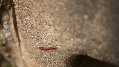 Little red centipede crawling on a stone... | Stock Video | Pond5