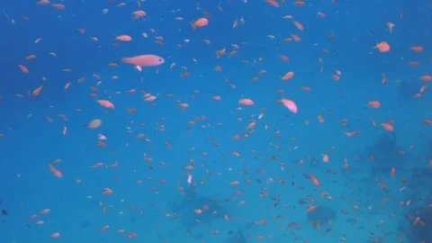 Little red fish swimming around coral re... | Stock Video | Pond5