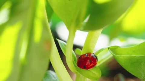 Little red ladybug walk through the basi... | Stock Video | Pond5