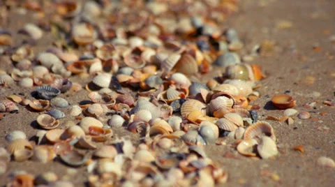 Little sea shells on sand. Beach sand wi... | Stock Video | Pond5