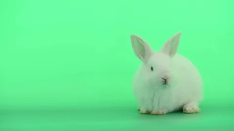 Rabbit Green Screen Stock Footage ~ Royalty Free Stock Videos | Pond5