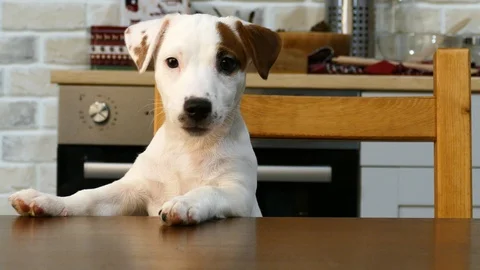 Little white dog at the table | Stock Video | Pond5