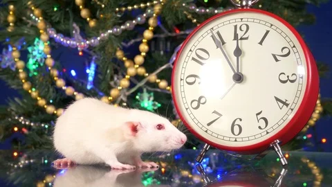 little white rat near the clock on the b... | Stock Video | Pond5