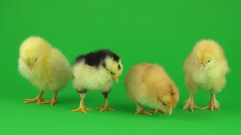 Chicken Green Screen Stock Footage ~ Royalty Free Stock Videos | Page 2
