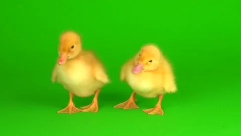 little yellow ducklings on a green backg... | Stock Video | Pond5