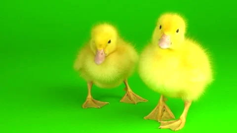 Little Yellow Duck Stock Video Footage | Royalty Free Little Yellow ...