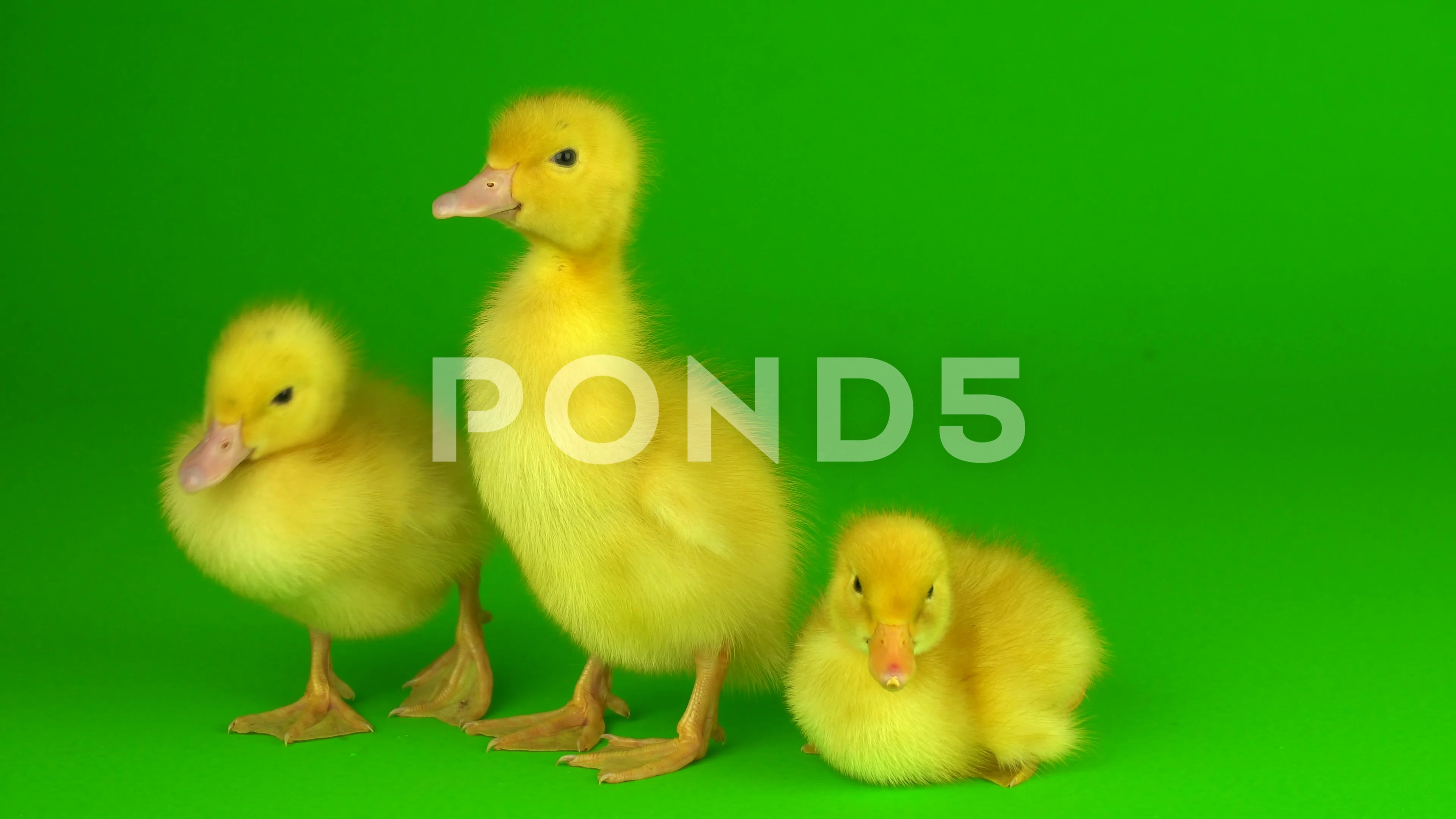 Yellow Baby Ducks Walking