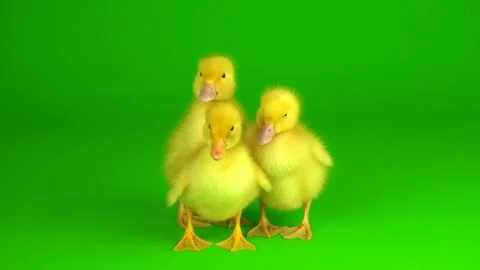 little yellow ducklings on a green backg... | Stock Video | Pond5