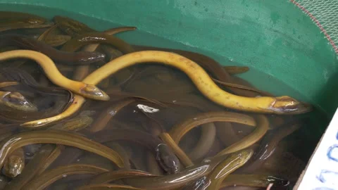 live Asian yellow swamp eel in water buc... | Stock Video | Pond5