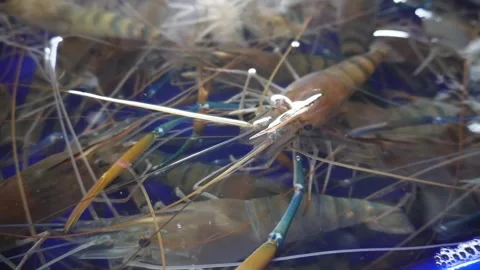 Fish Swimming Live Stock Videos – Royalty-Free HD & 4K Videos | Pond5