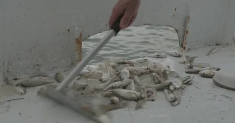 Live catch of fish and shrimp on a boat ... | Stock Video | Pond5