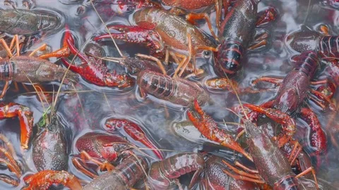 Crawfish Stock Video Footage | Royalty Free Crawfish Videos | Pond5