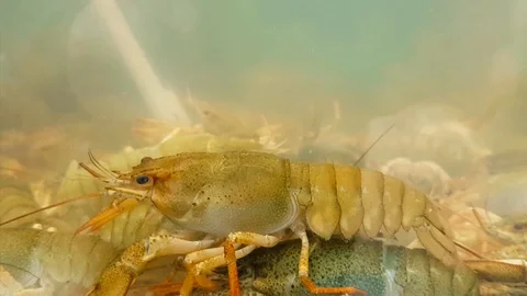 Live Crawfish Stock Video Footage | Royalty Free Live Crawfish Videos ...
