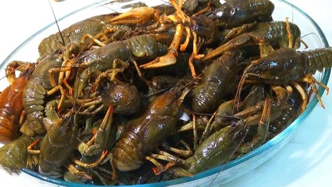 Live crayfish caught in the river are po... | Stock Video | Pond5