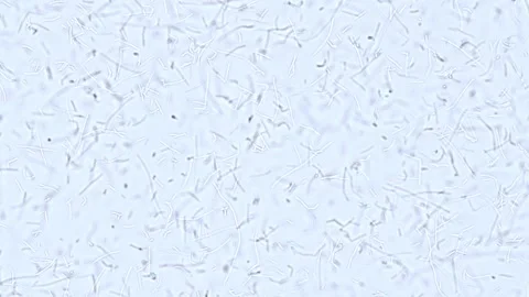 Lactobacillus Stock Footage ~ Royalty Free Stock Videos | Pond5