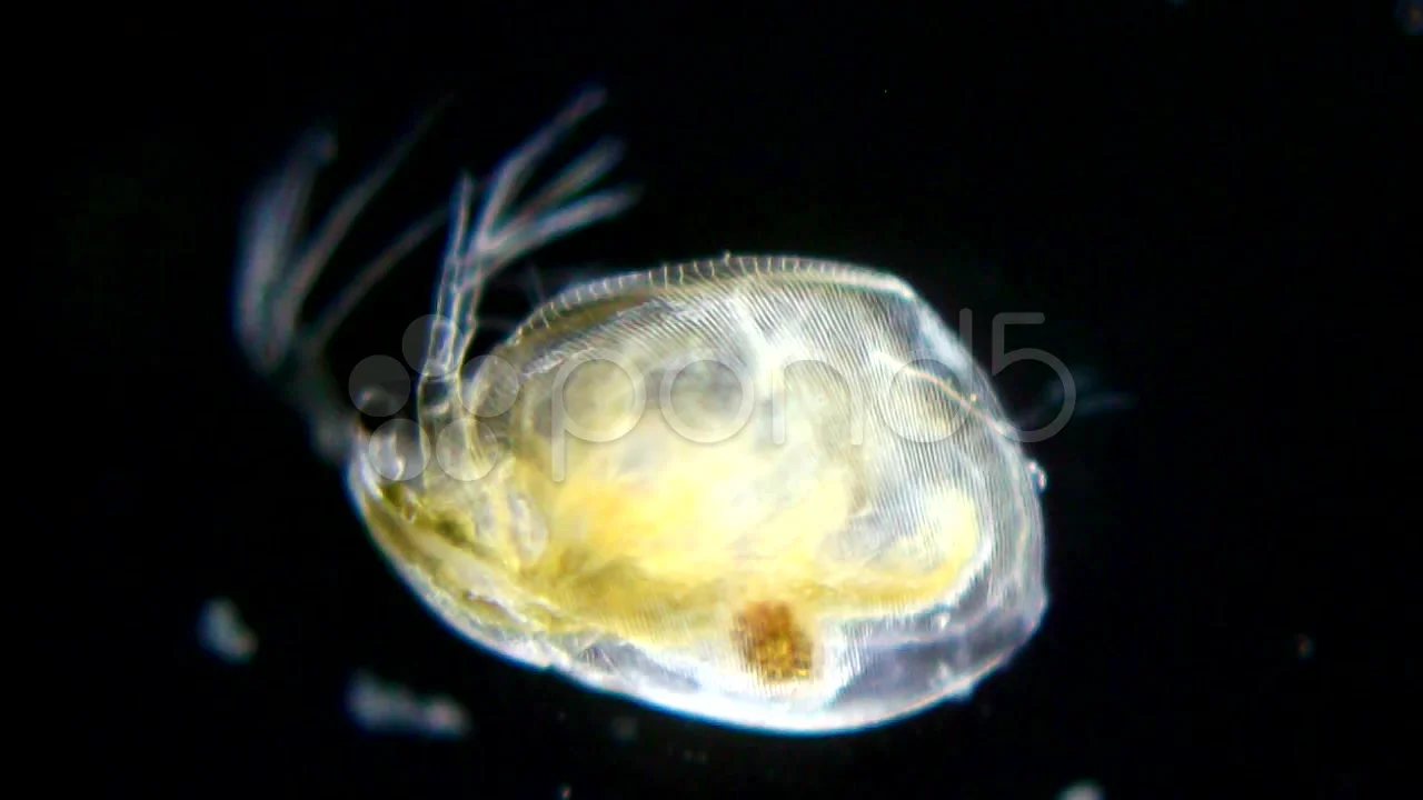 Live Daphnia AKA Water Flea (Daphnia Magna) Culture Aquatic