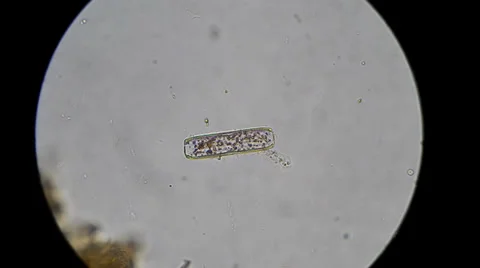 Chloroplasts Stock Video Footage | Royalty Free Chloroplasts Videos | Pond5