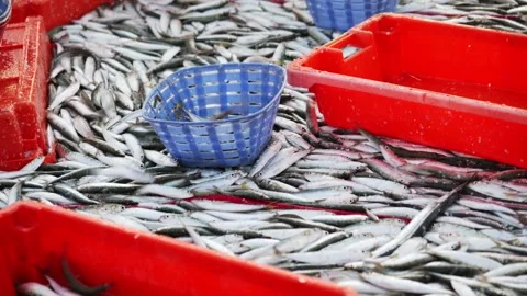 Live Boating Stock Videos – Royalty-Free HD & 4K Videos