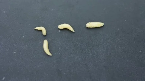 Live fly larvae, musca domestica, on gra... | Stock Video | Pond5