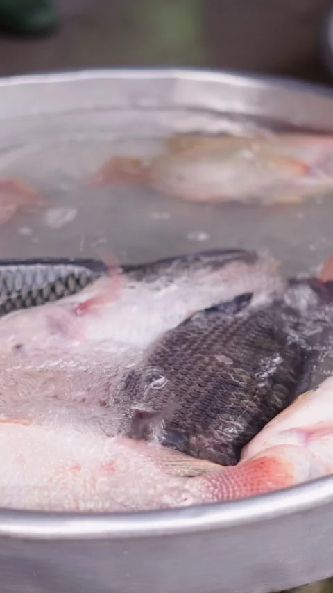 Fish Swimming Live Stock Videos – Royalty-Free HD & 4K Videos | Pond5