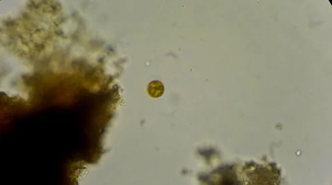 Algae Microscope Stock Footage ~ Royalty Free Stock Videos | Pond5