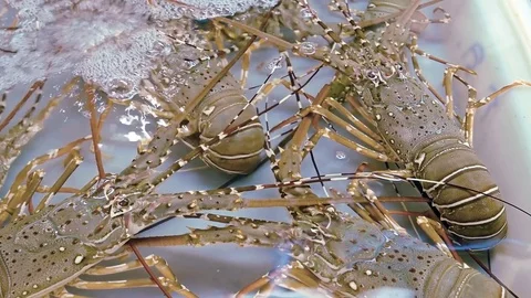 Public Is Live Stock Videos – Royalty-Free HD & 4K Videos | Pond5