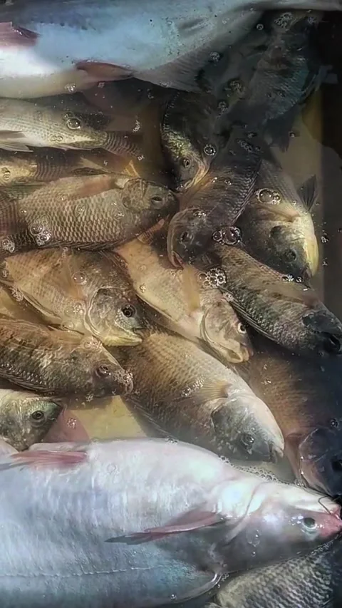 Fish Swimming Live Stock Videos – Royalty-Free HD & 4K Videos | Pond5