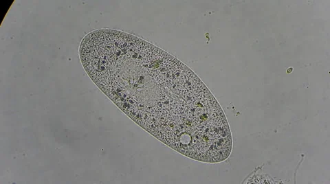 Live paramecium under microscope | Stock Video | Pond5
