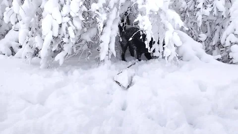 Family Bounds Stock Videos – Royalty-Free HD & 4K Videos | Pond5