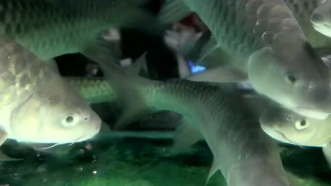 Lively Fish Swimming Stock Footage ~ Royalty Free Stock Videos | Pond5