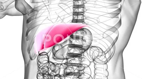 Liver 3D Illustration Human Digestive System Anatomy Illustration ...