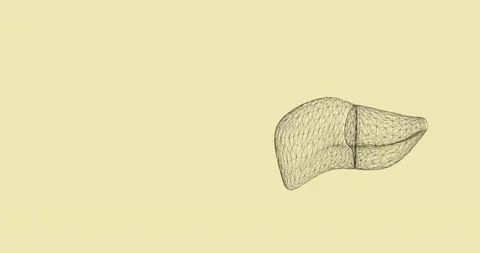 Liver Clean Stock Footage ~ Royalty Free Stock Videos | Pond5