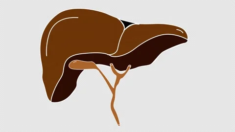 Liver. Cartoon style. Animated illustrat... | Stock Video | Pond5