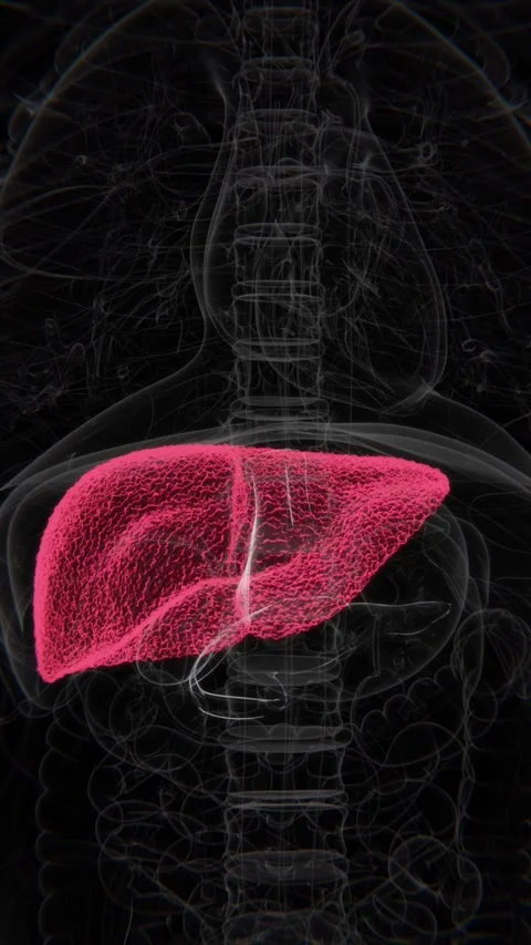 Liver Blood Flow Stock Videos – Royalty-Free HD & 4K Videos