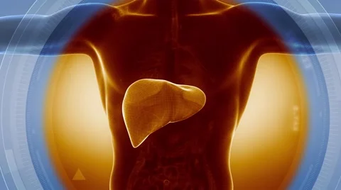 LIVER detail anatomy x-ray scan | Stock Video | Pond5