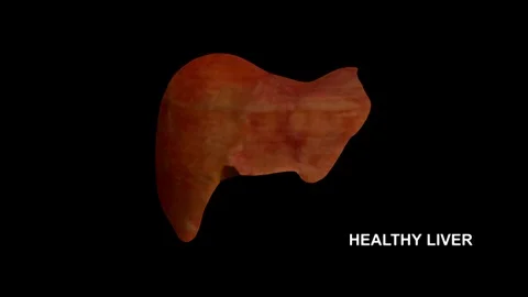 Liver Animated Stock Footage ~ Royalty Free Stock Videos | Pond5