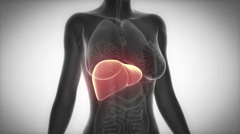 Liver Female Organs Stock Video Footage | Royalty Free Liver Female ...