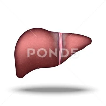 Liver human realistic organ isolated on white background 3d realistic ...