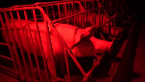 3 Pig Night Stock Videos – Royalty-Free HD & 4K Videos | Pond5