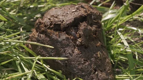 Cow Pooping Stock Videos – Royalty-Free HD & 4K Videos | Pond5