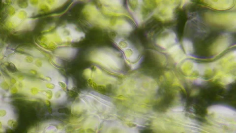 Photosynthesis Stock Footage ~ Royalty Free Stock Videos | Pond5