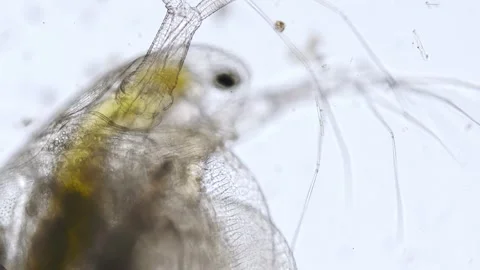 living water flea (daphnia) under the mi... | Stock Video | Pond5