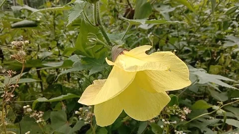 Flower Natural Scenery Stock Videos – Royalty-Free HD & 4K Videos | Page 6