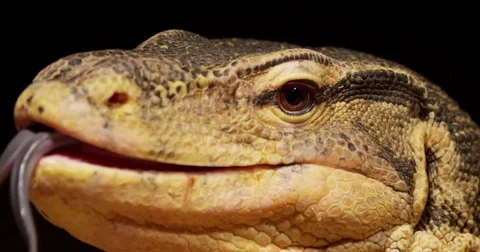 lizard blinking close up slomo 4k | Stock Video | Pond5